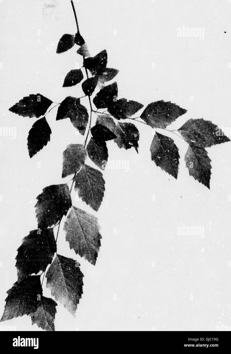 This 1900 study provides a guide to identifying native trees in various ...