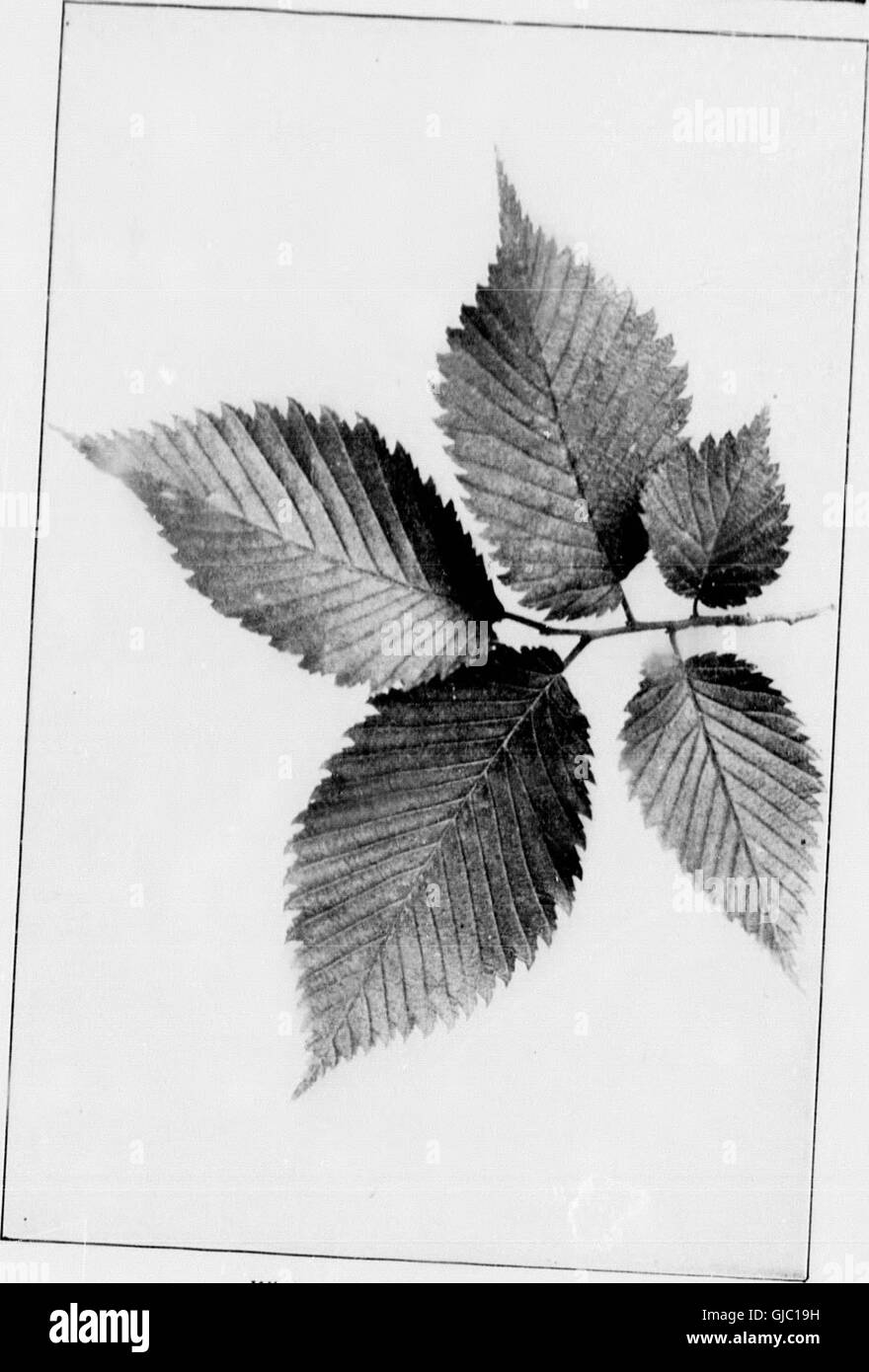 A guide from 1900 on identifying native trees, detailing their ...