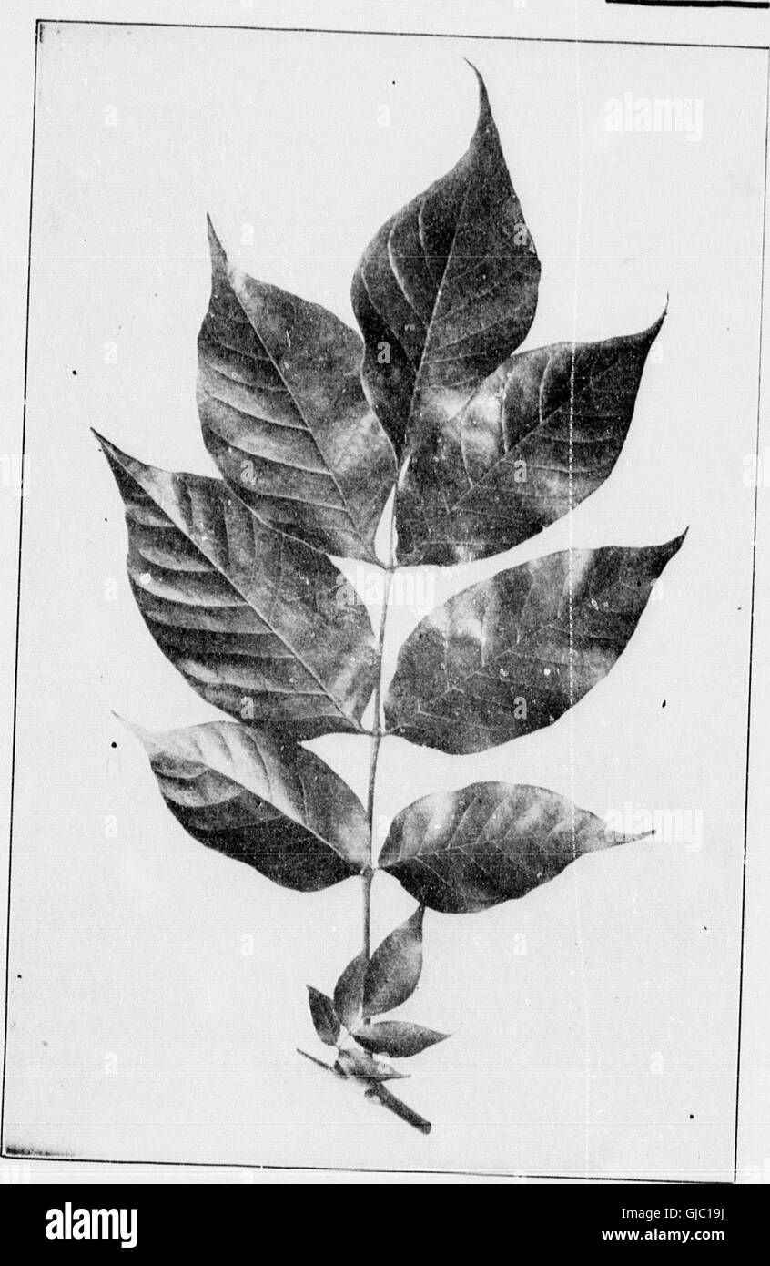 'Our Native Trees and How to Identify Them' (1900) is a comprehensive ...