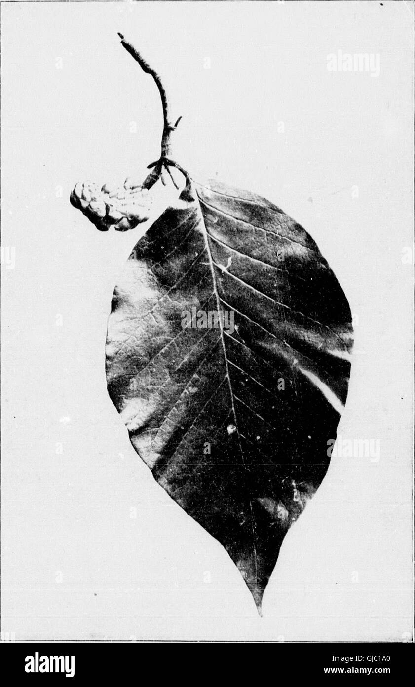 This study explores native tree species, providing detailed information ...