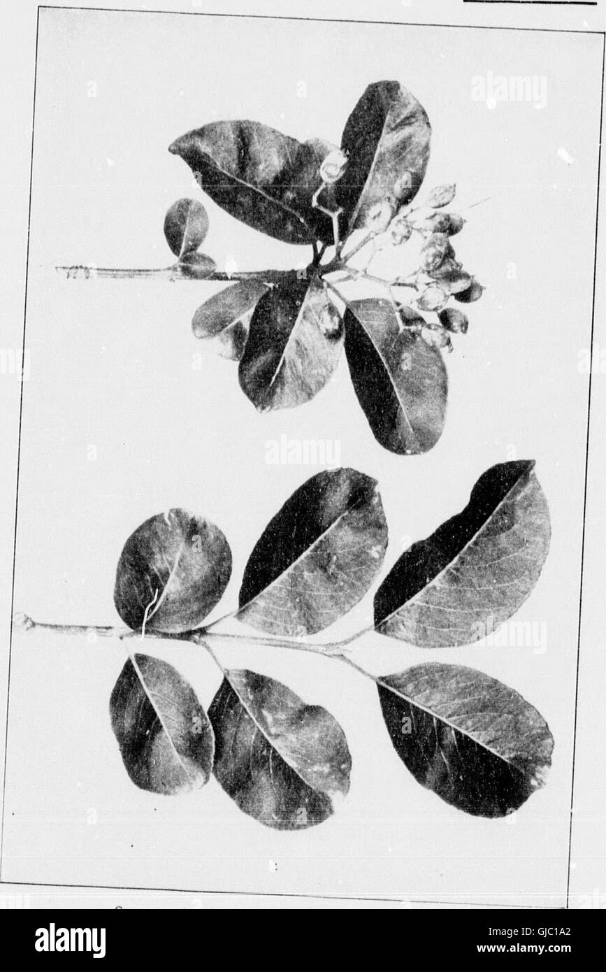 *Our Native Trees and How to Identify Them* (1900) is a guide to the ...