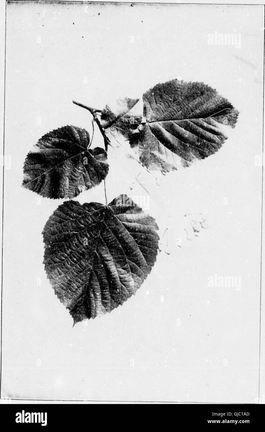 This 1900 work focuses on identifying native trees, detailing their ... This 1900 work focuses on identifying native trees, detailing their ...