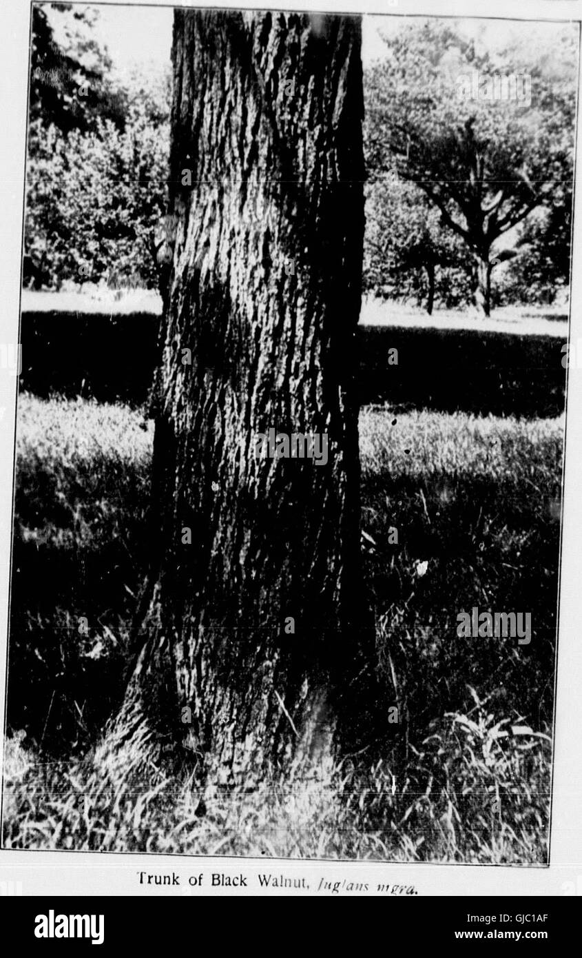 This book provides a guide to identifying native trees in the United ...