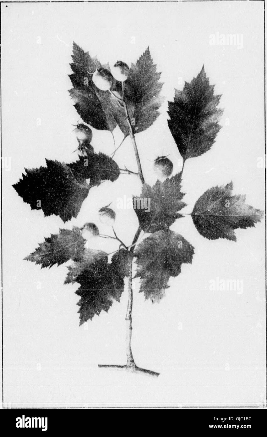 This 1900 study provides an in-depth guide to identifying native trees ...