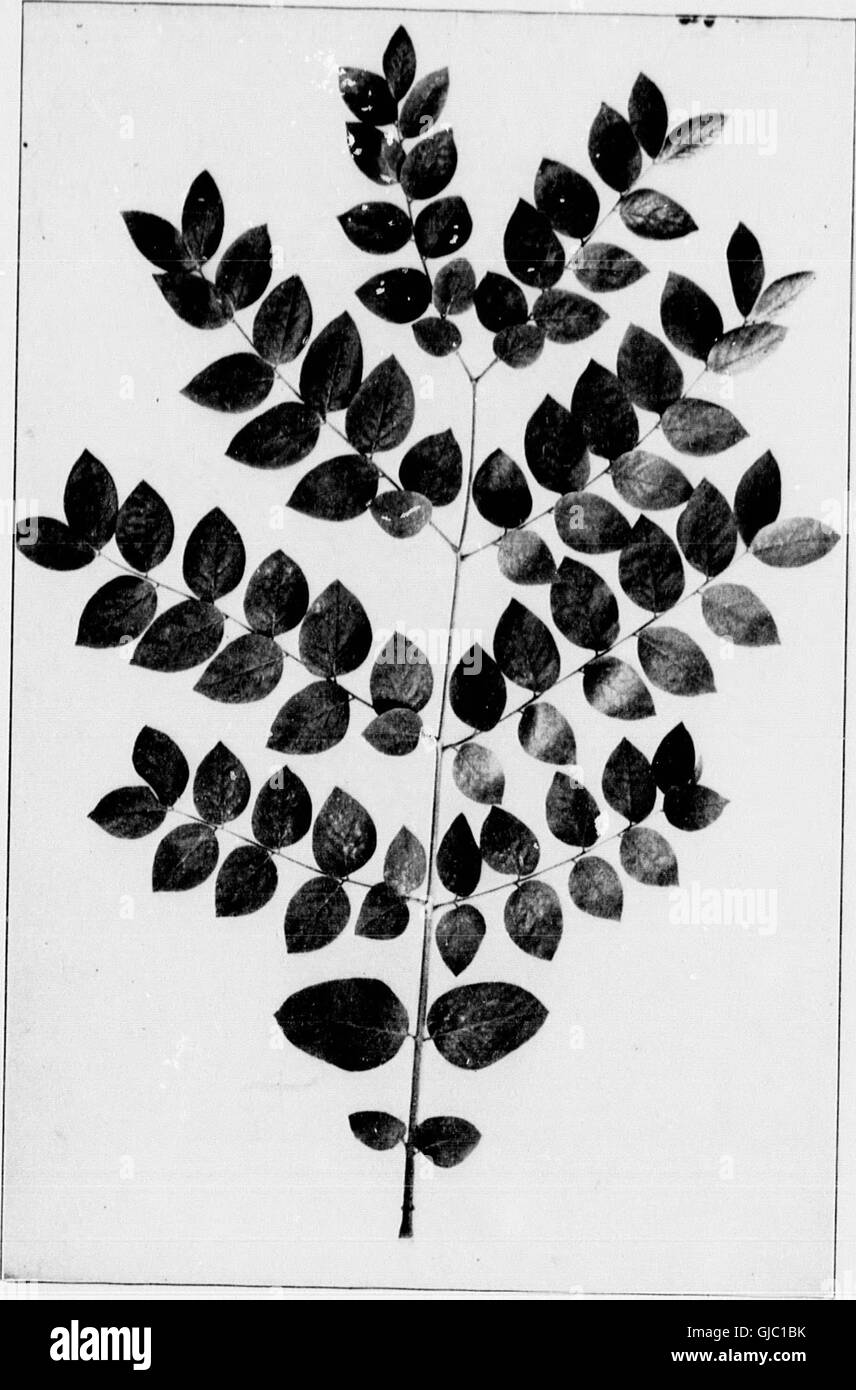 *Our Native Trees and How to Identify Them* (1900) is a guidebook to ...