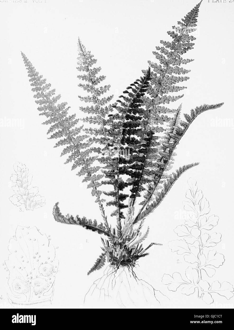 This 1878 publication focuses on the native flowers and ferns of the ...