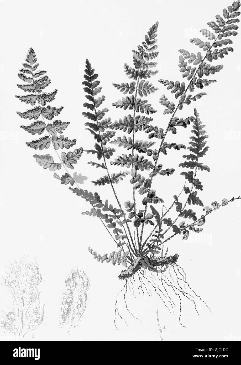 'The Native Flowers and Ferns of the United States' (1878) provides an ...