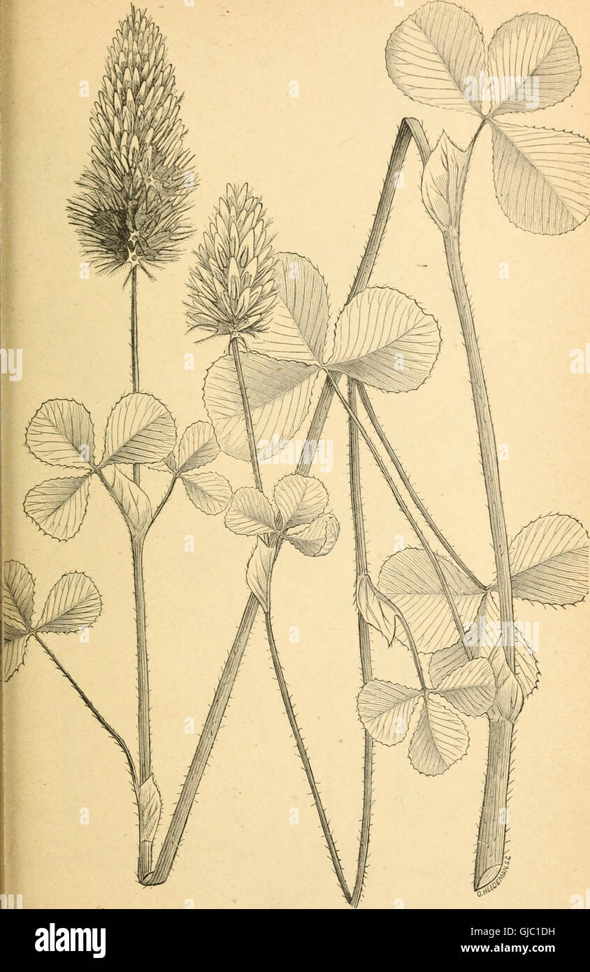 This 1889 book focuses on the various grasses and forage plants ...