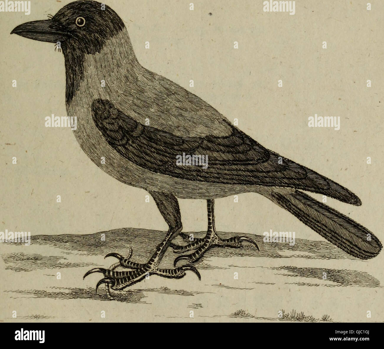A 1777 work using the Linnaean system to catalog the native plants of ...