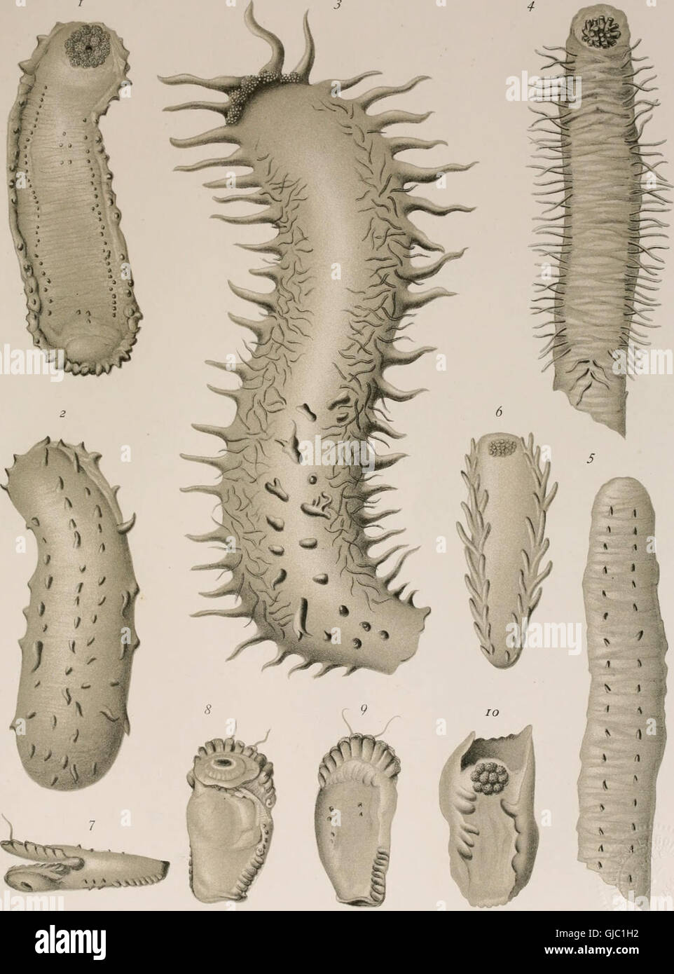 A 1905 report detailing the collection of deep-sea holothurians (sea ...