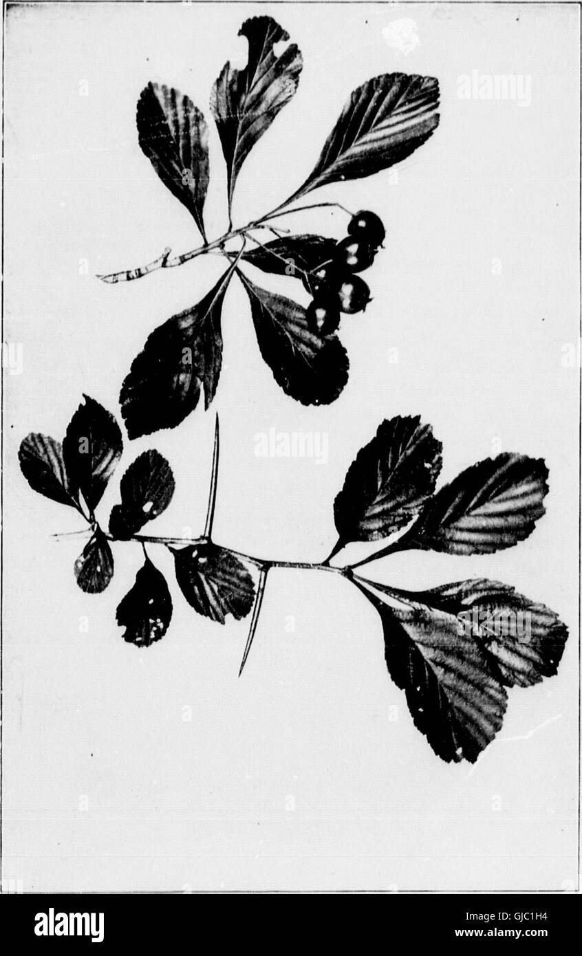 A 1900 study focusing on native trees, their unique characteristics ...