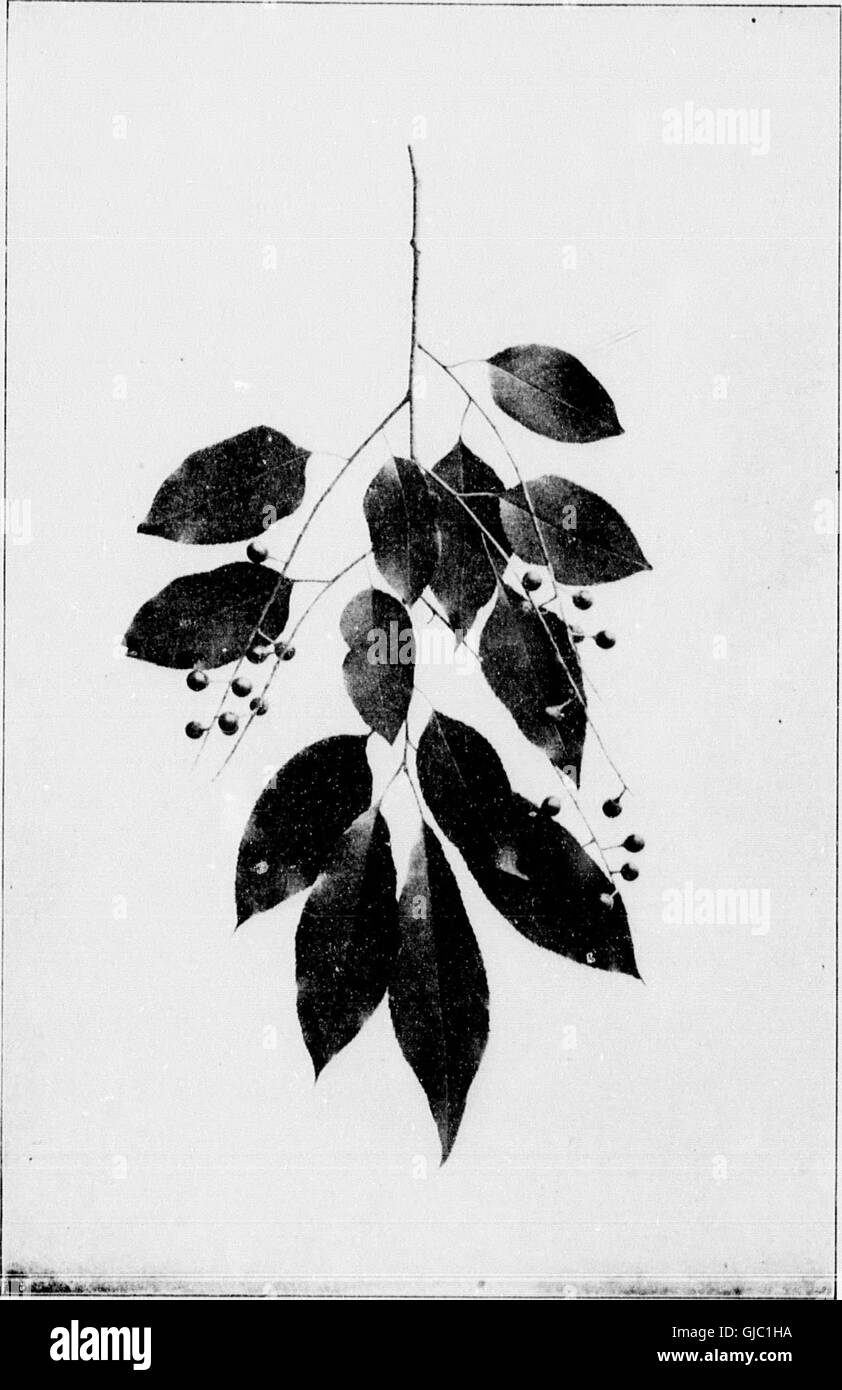 This 1900 work provides a guide for identifying native trees ...