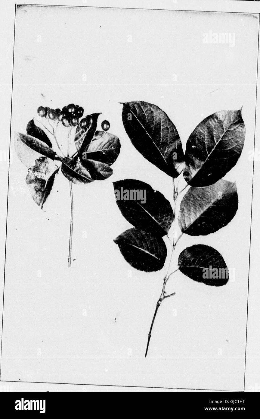 A 1900 guide focused on identifying native trees, describing their ...
