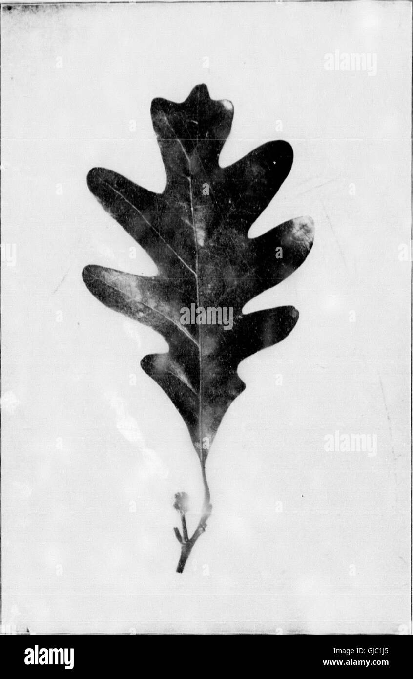 A 1900 study on identifying native trees, focusing on their habits ...