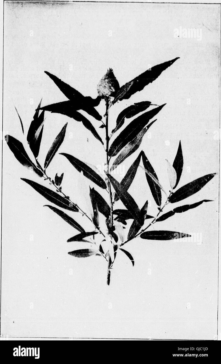 *Our Native Trees and How to Identify Them* (1900) is a guide to ...