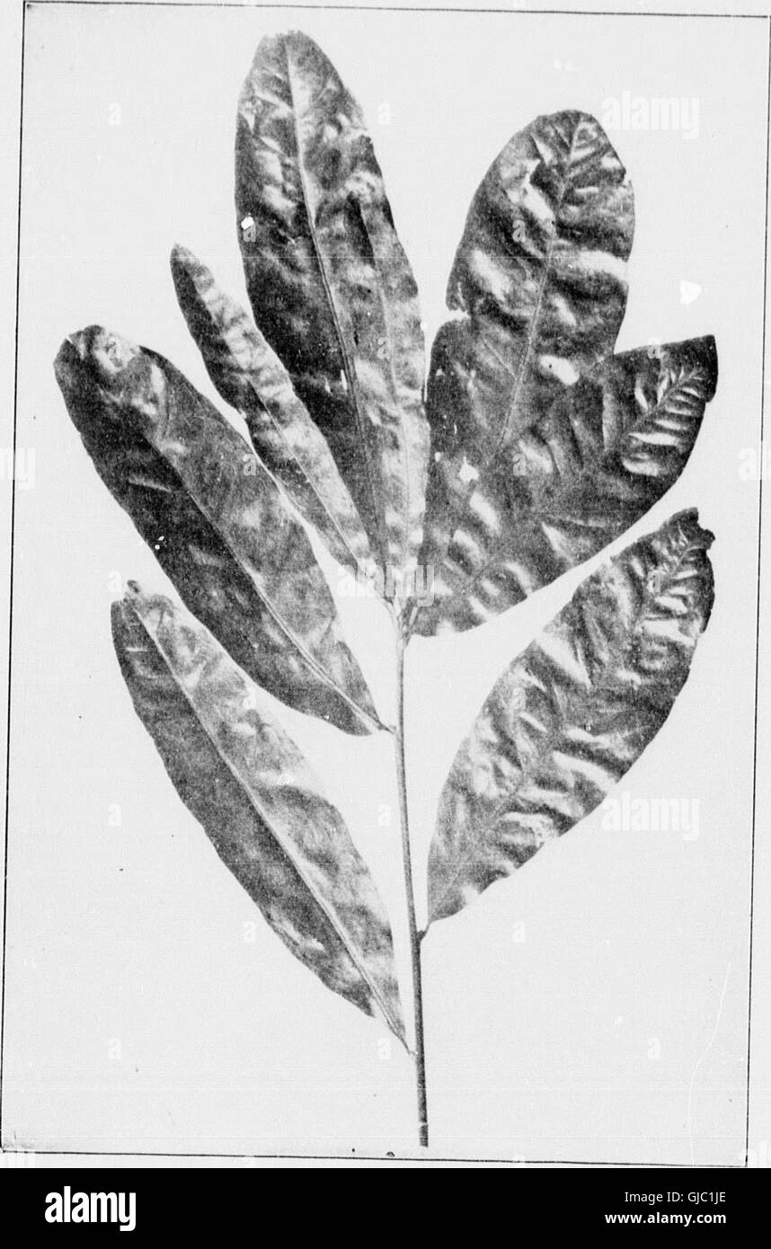 This 1900 work is a comprehensive guide to identifying native trees ...