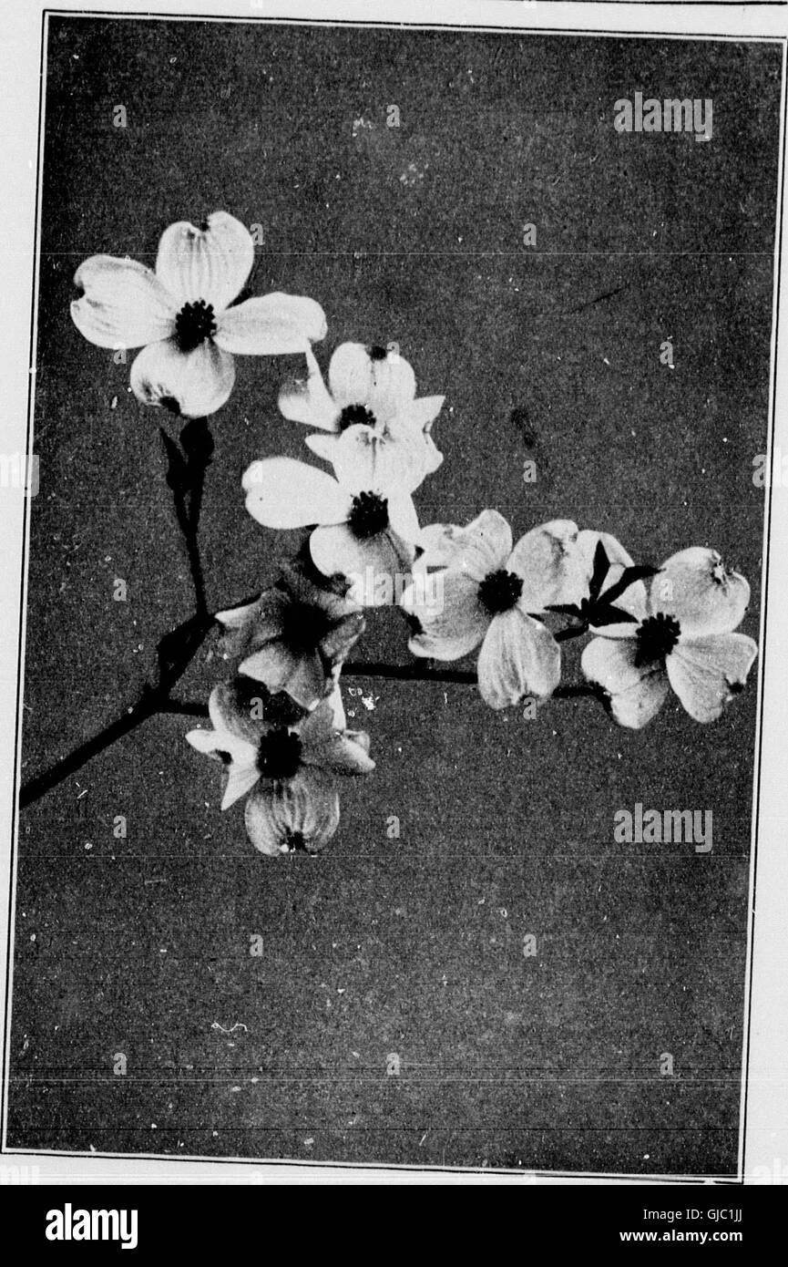 *Our Native Trees and How to Identify Them* (1900) offers a detailed ...