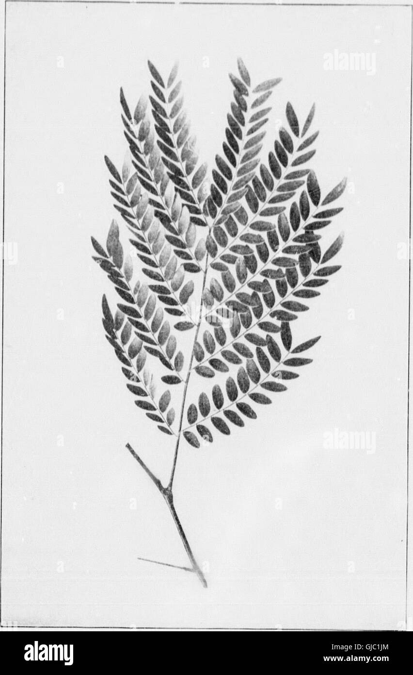 This 1900 guide provides a comprehensive study on identifying native ...