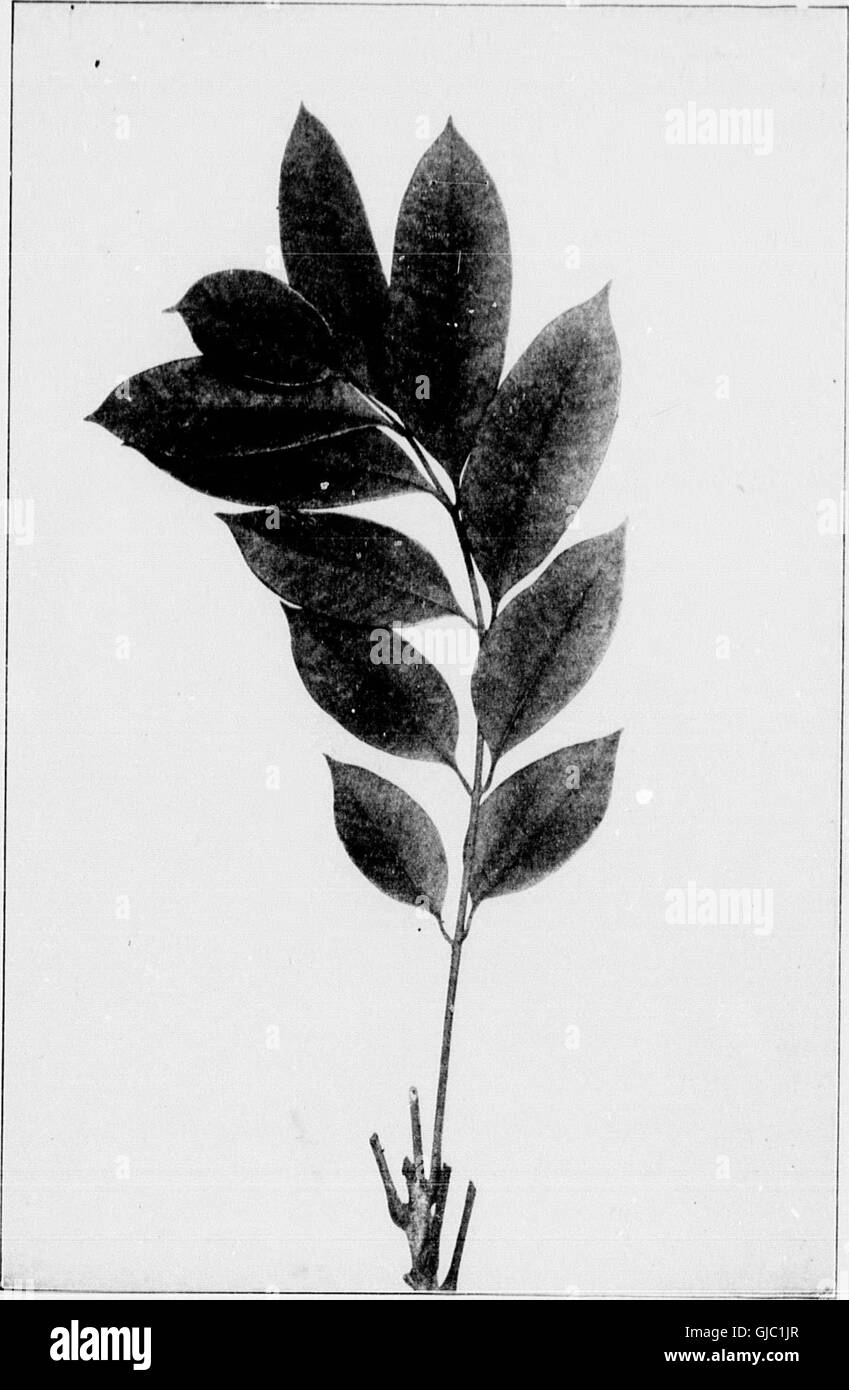 'Our Native Trees and How to Identify Them' (1900) is a guide that ...