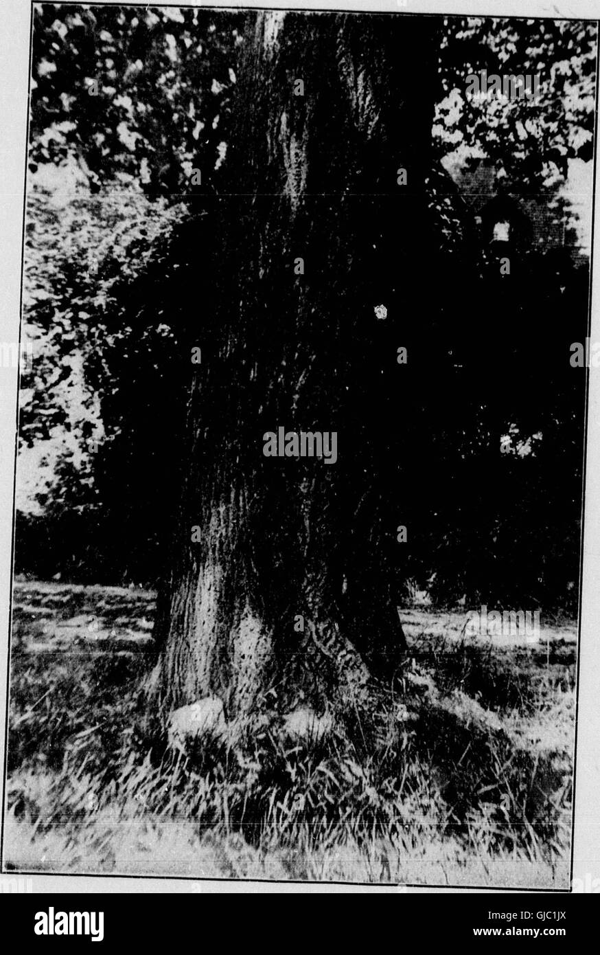 Cover of the 1900 publication 'Our Native Trees and How to Identify ...