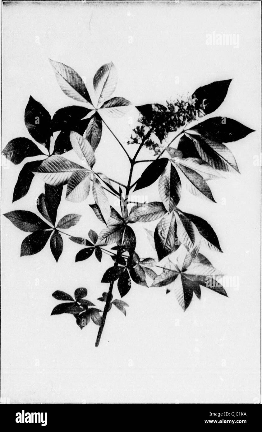 This publication offers a detailed guide to identifying native trees of ...