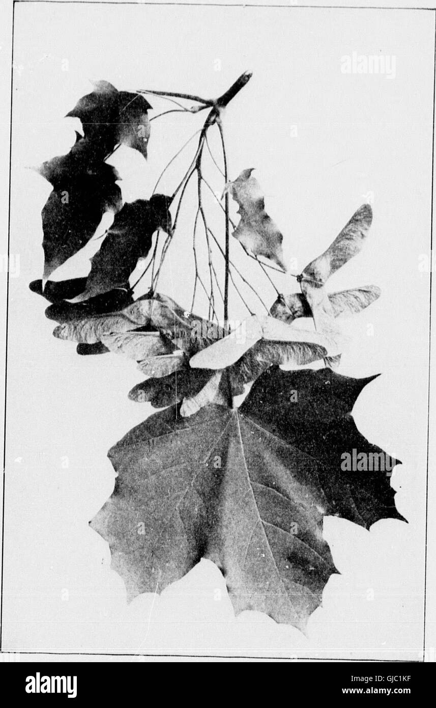 'Our Native Trees and How to Identify Them' (1900) is a guide for ...