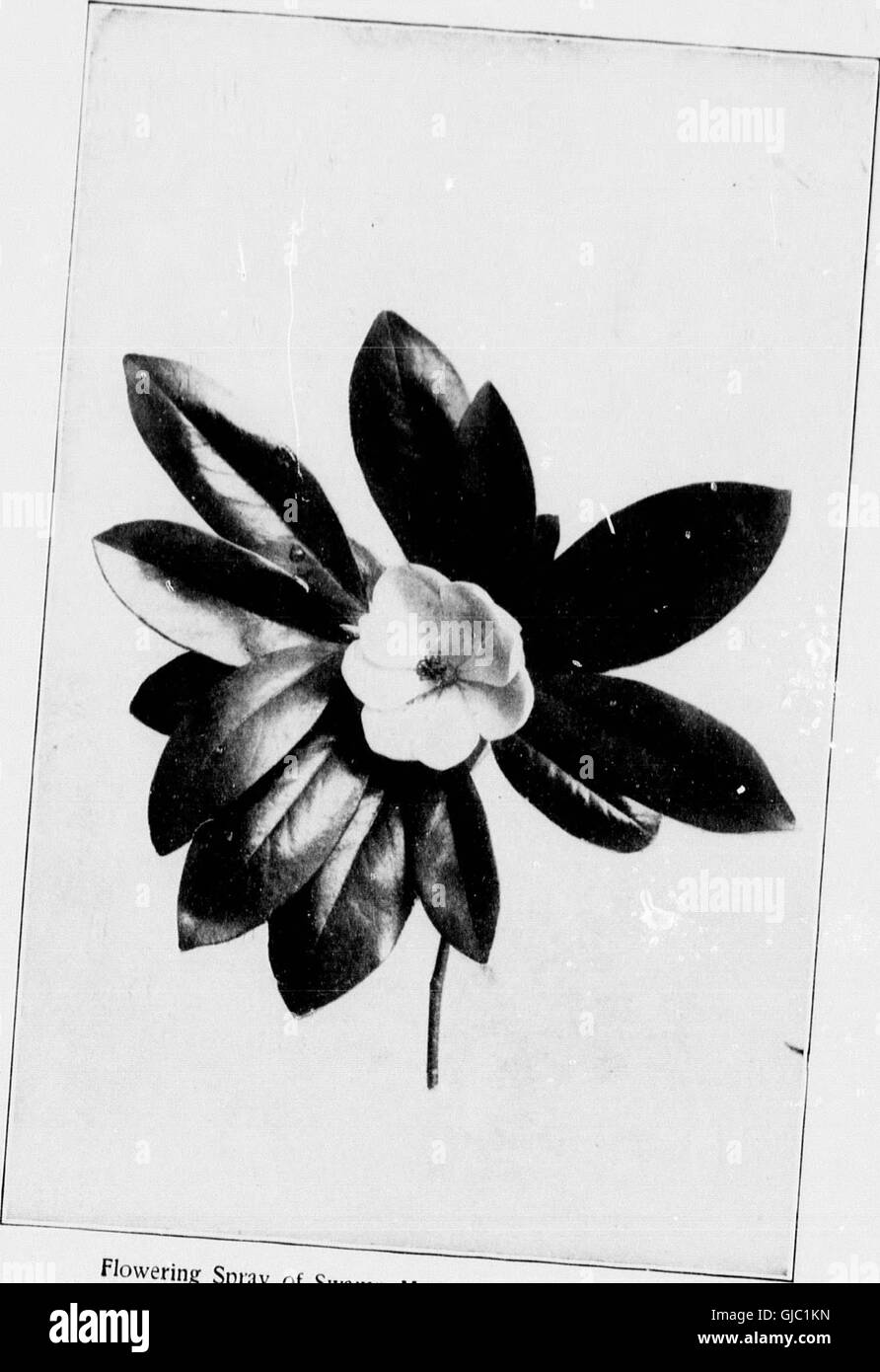 A 1900 study focused on the identification and unique habits of native ...