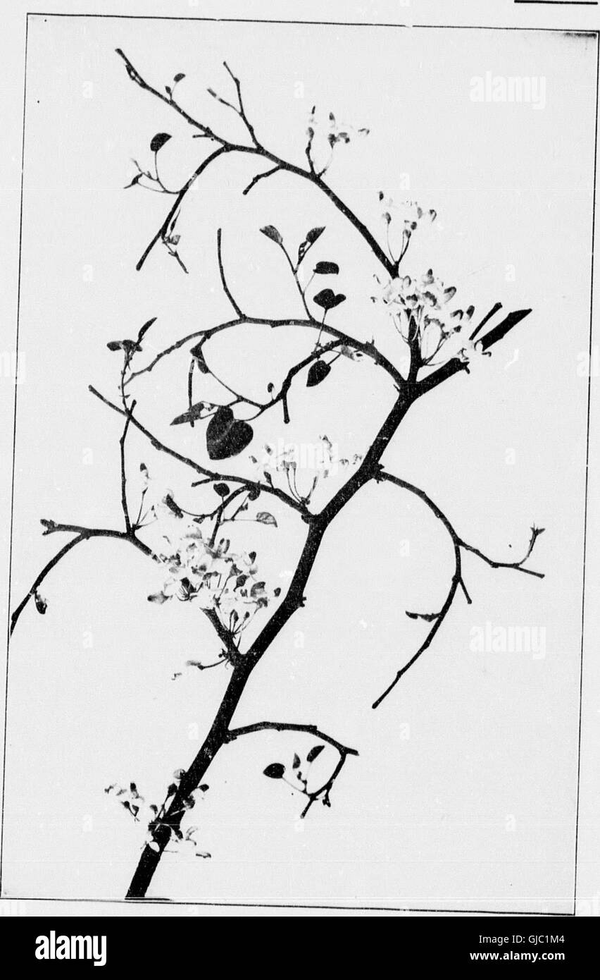 This 1900 study focuses on identifying native trees, providing ... This 1900 study focuses on identifying native trees, providing ...