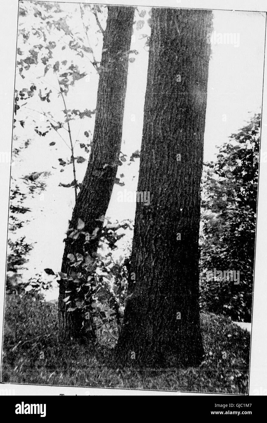 'Our Native Trees and How to Identify Them' (1900) provides a detailed ...