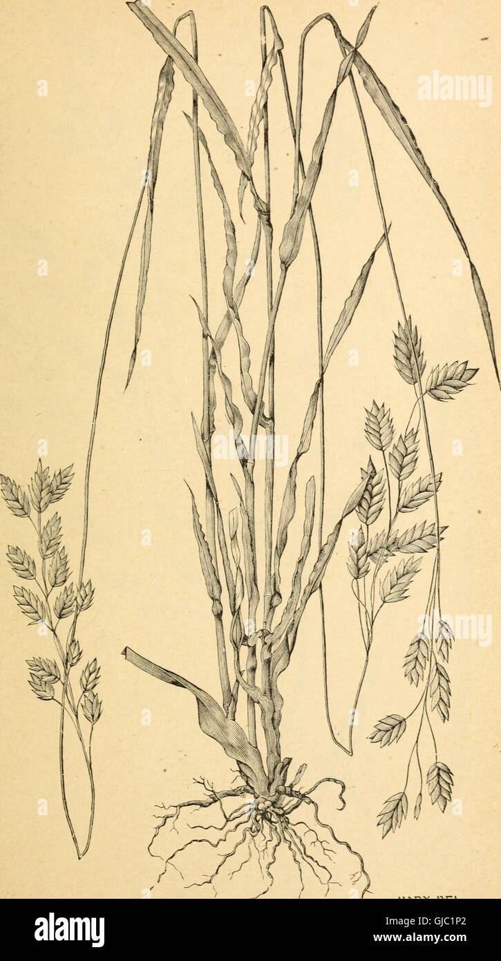 This 1889 work provides a detailed study of native and introduced ...