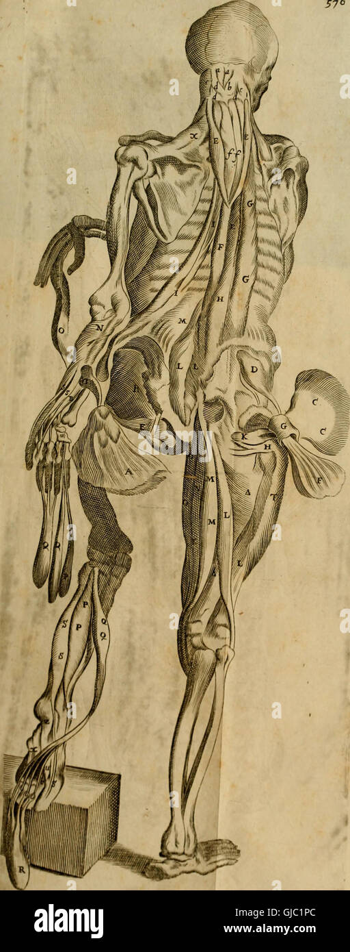 Thomae Bartholini Archiatri Danici, Anatome (Renovated Edition) is an ...