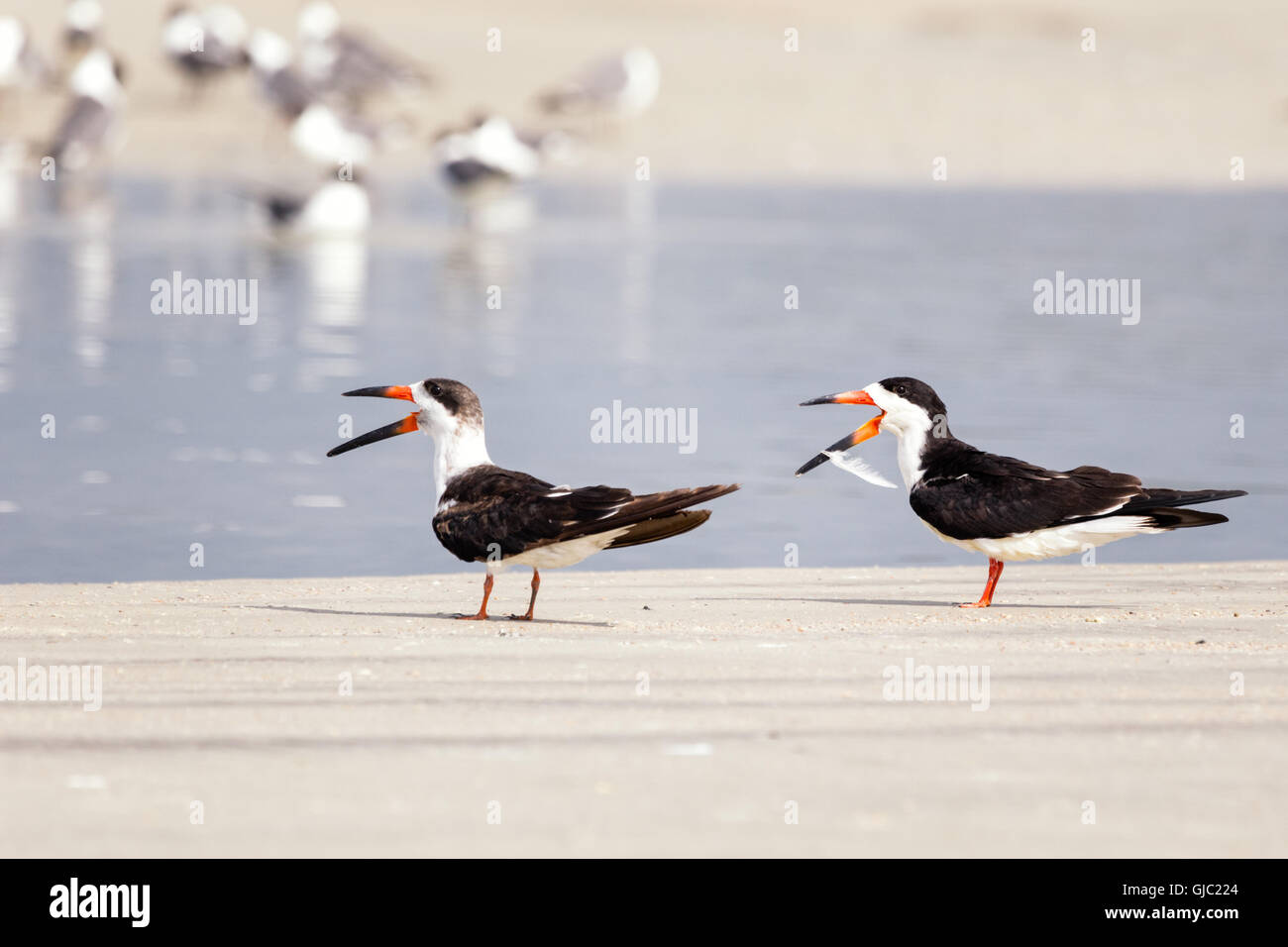Black Skimmers (Rynchops niger) on the Beach, Fort George Inlet ...