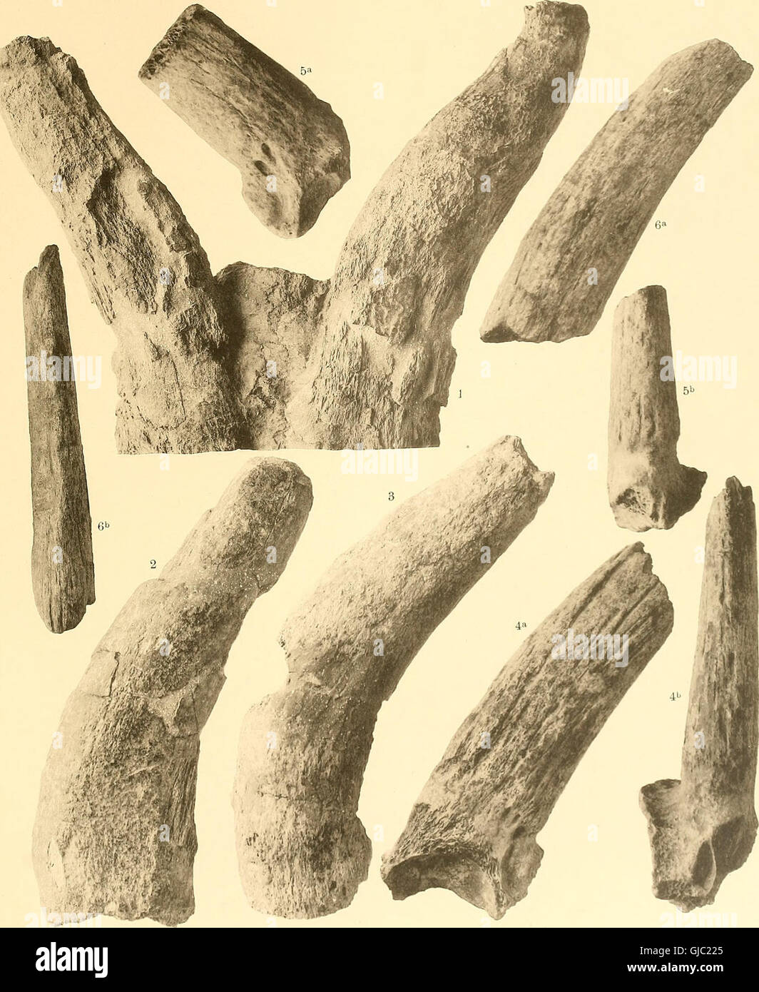 'Palaeontographia Italica' (1918) is a paleontological publication ...