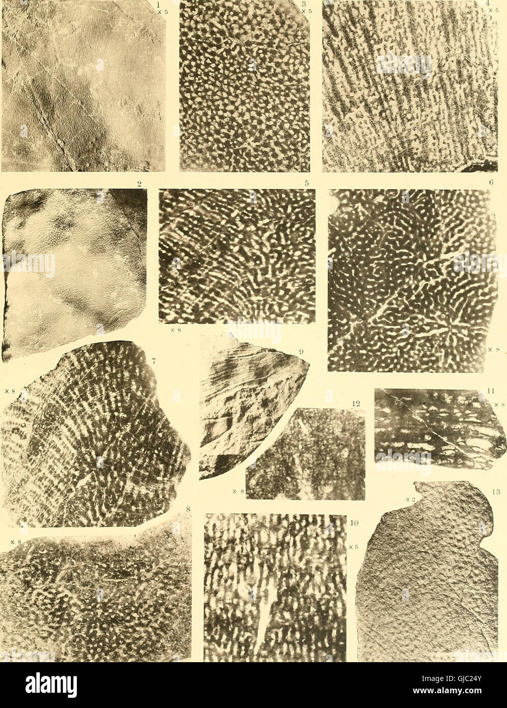 A paleontological publication from 1918, this journal focuses on ...