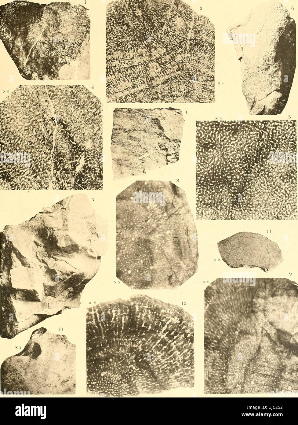 'Palaeontographia Italica' (1918) is a paleontological work documenting ...