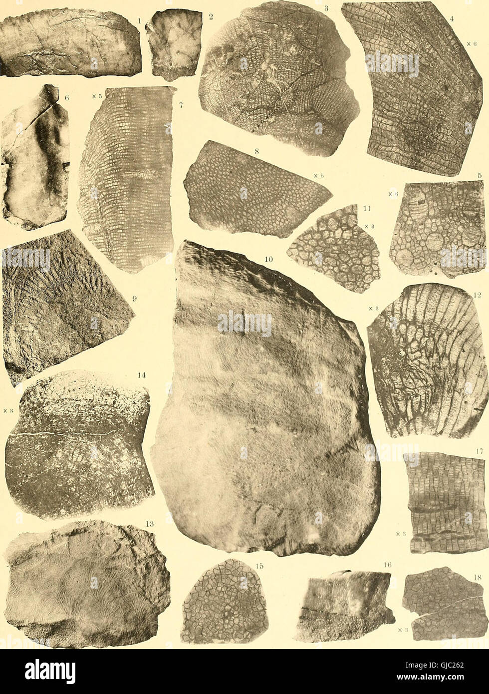 'Palaeontographia Italica' (1918) is a collection of paleontological ...