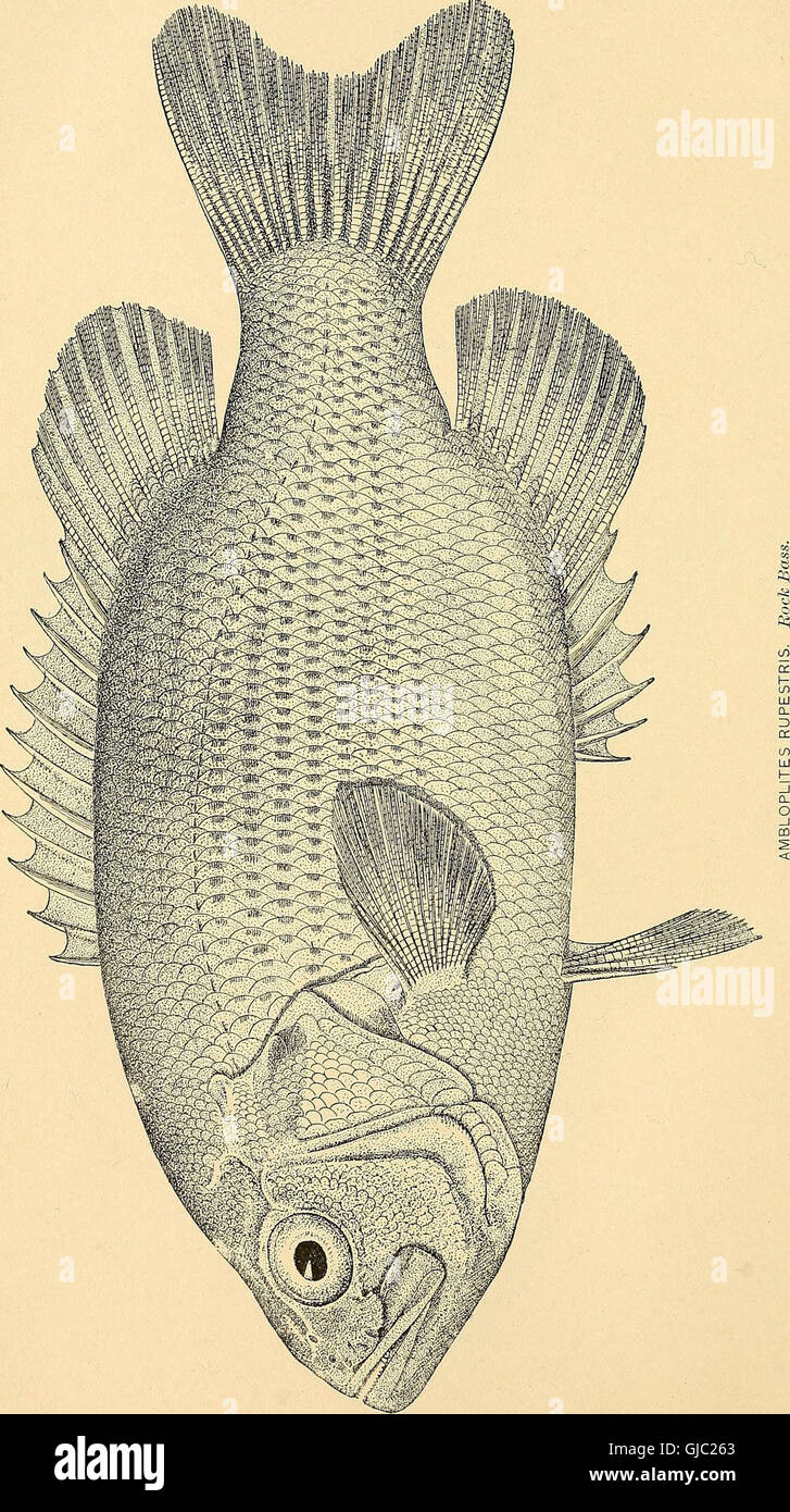 'A Manual of Fish-Culture' (1897) outlines the fish farming techniques ...