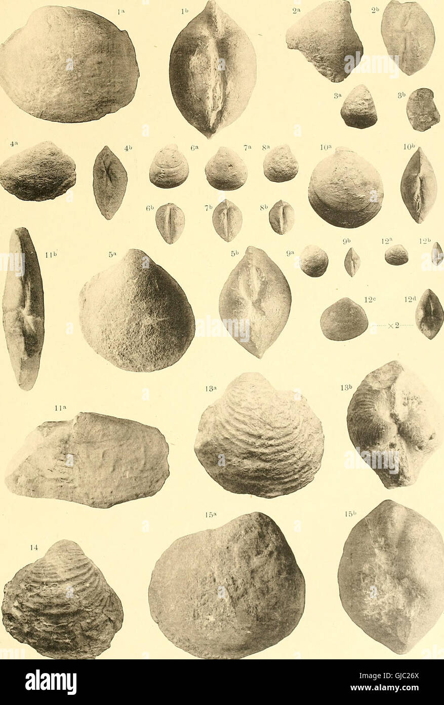 This 1918 work presents the paleontological findings of Italy, focusing ...