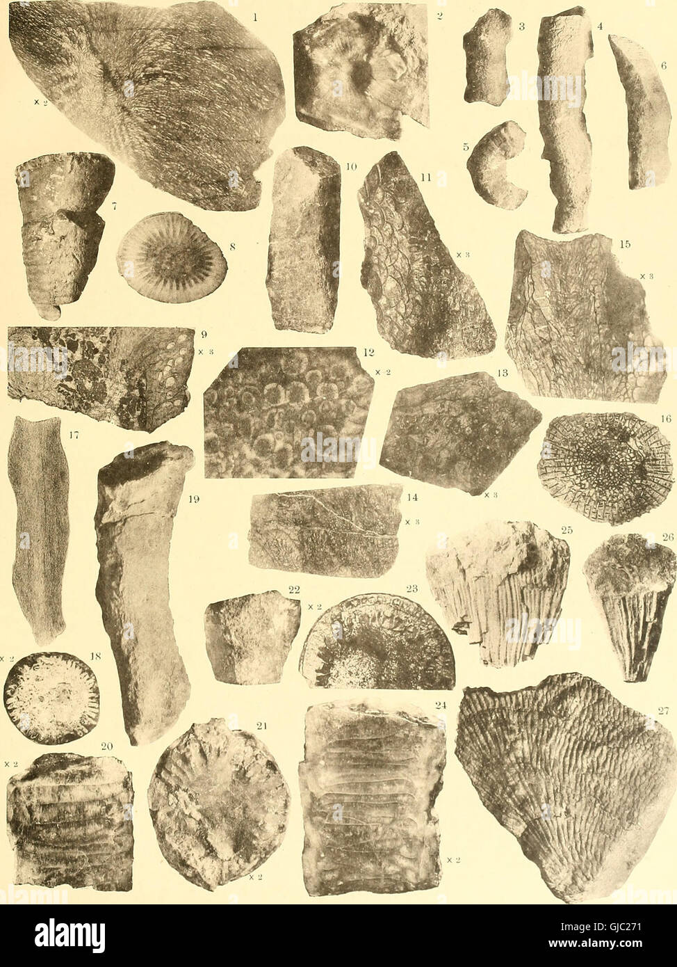 'Palaeontographia Italica - Memorie di Paleontologia' (1918) is a ...