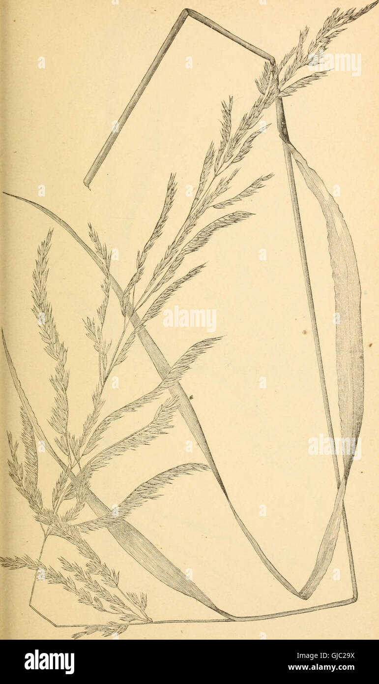 This 1889 work covers the types of grasses and forage plants native to the U.S. and those ...
