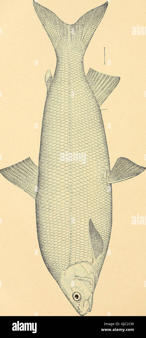 A manual of fish-culture, based on the methods of the United States ...