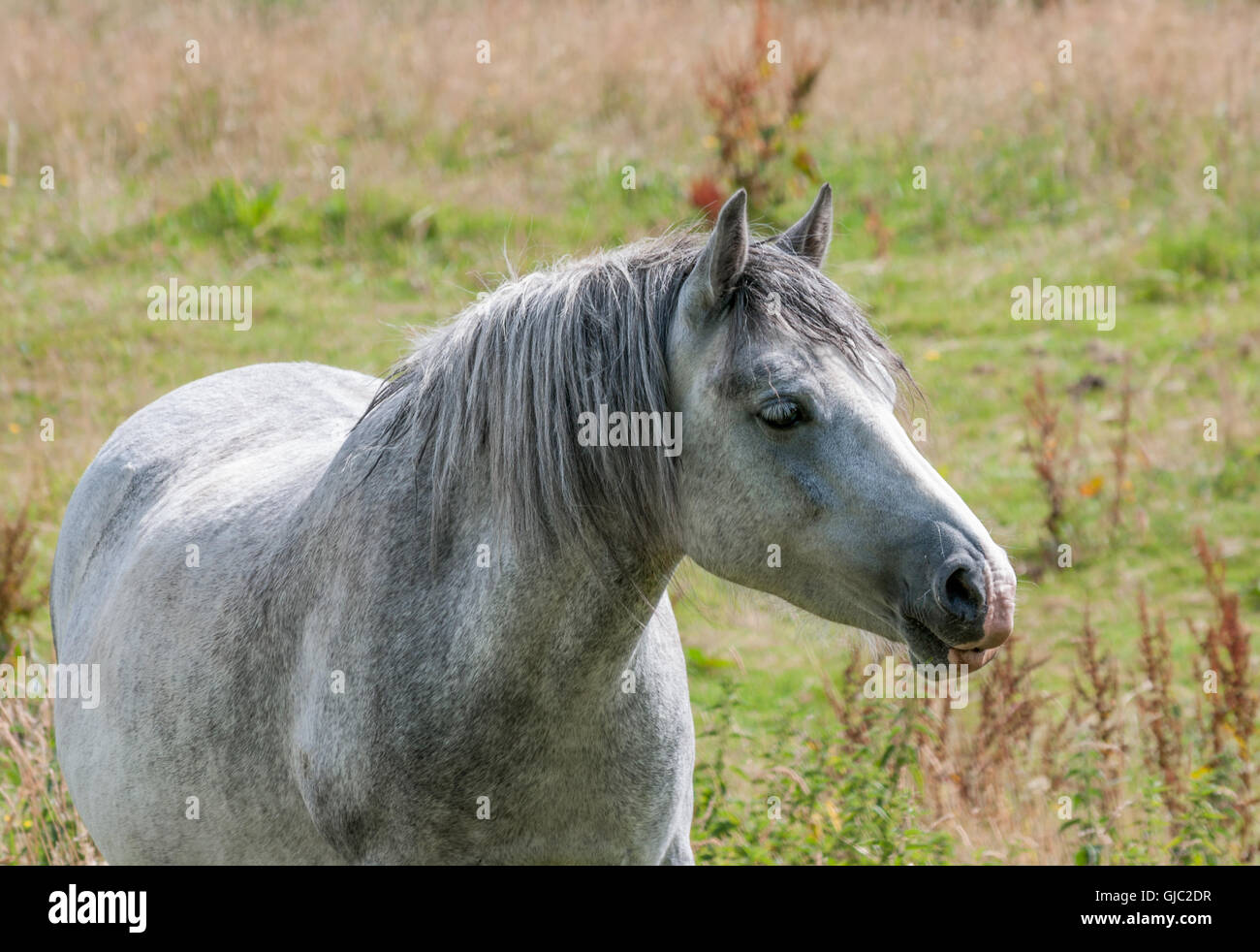 Dapple horses hi-res stock photography and images - Alamy