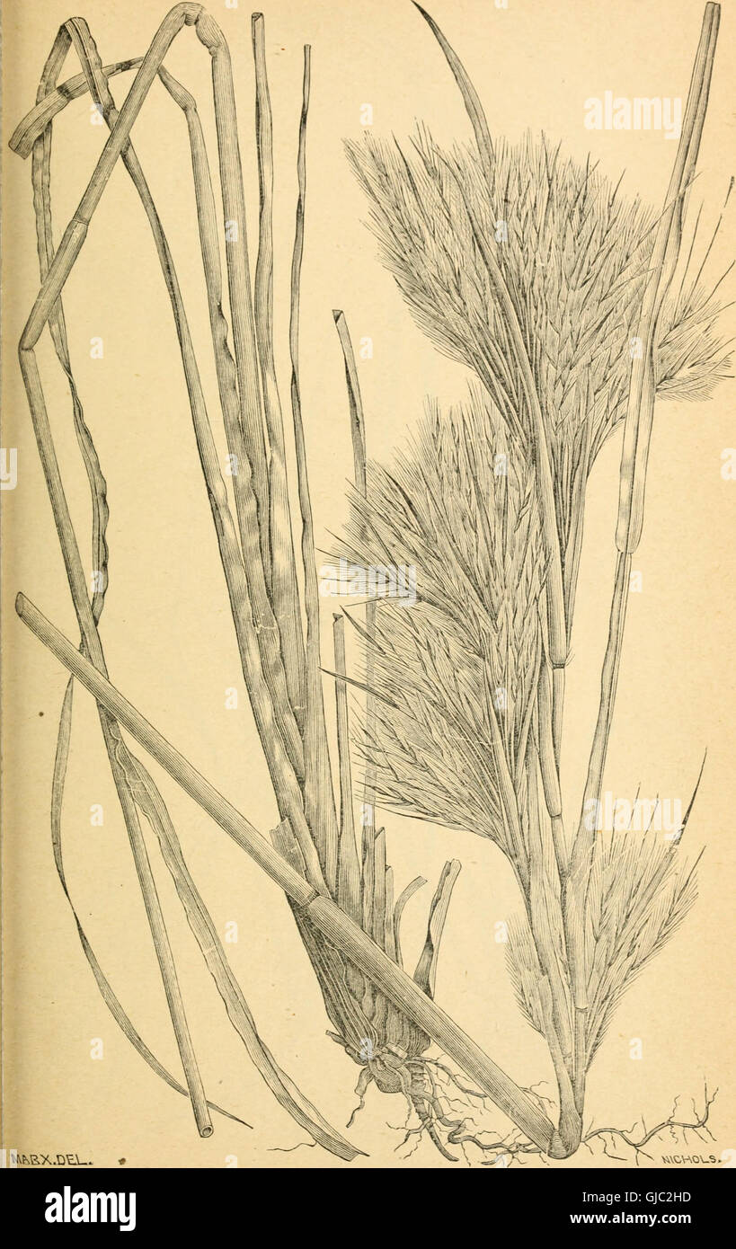 Various varieties of forage plants hi-res stock photography and images ...