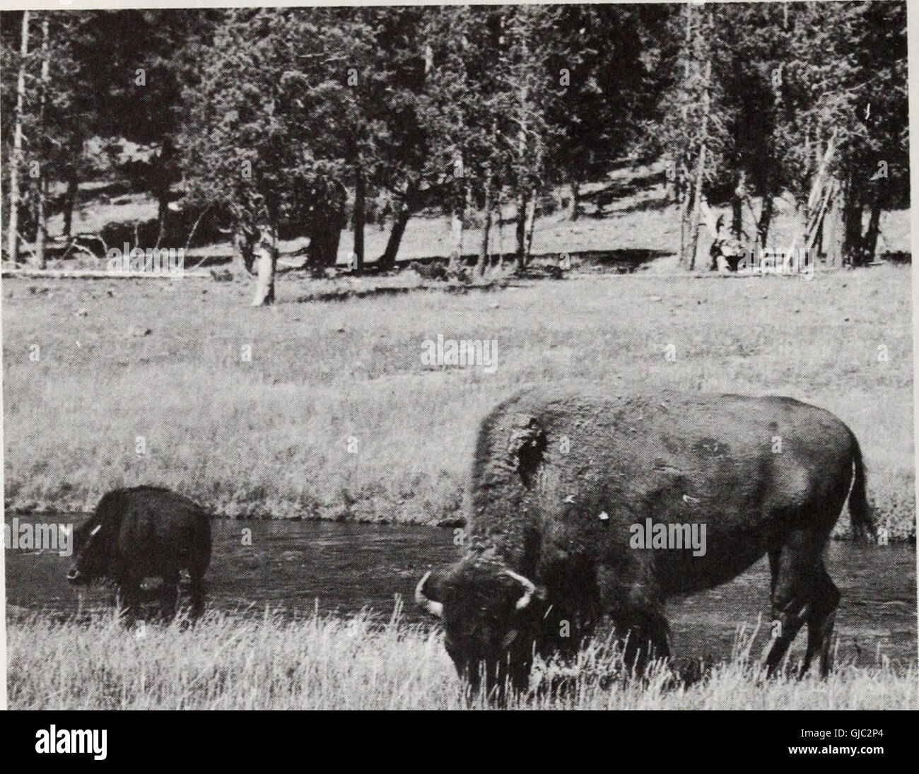 This 1973 publication provides an overview of the bison population in ...