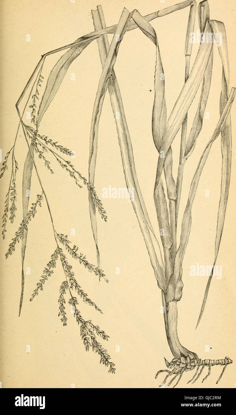 'Agricultural Grasses and Forage Plants of the United States' (1889 ...