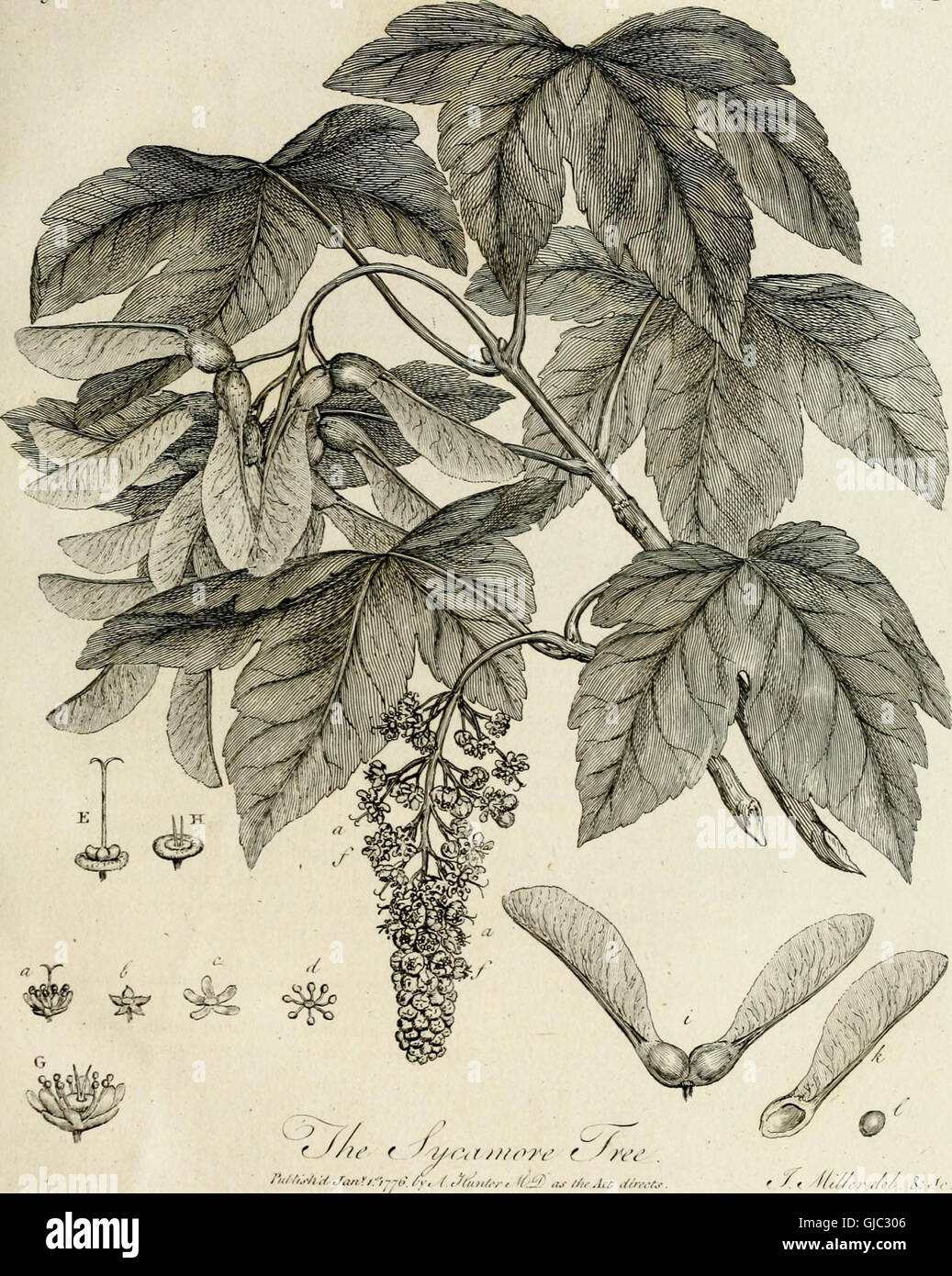 Discourse trees hi-res stock photography and images - Alamy