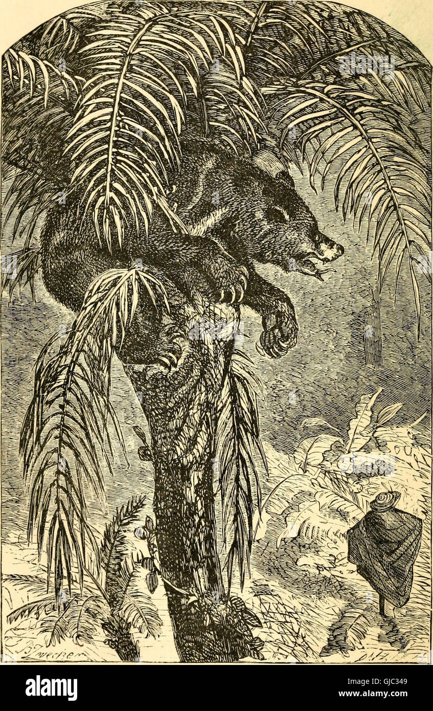 'Bruin - The Grand Bear Hunt' (1861) is an adventure narrative that ...