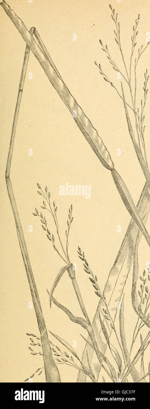 This 1889 work discusses the agricultural grasses and forage plants ...