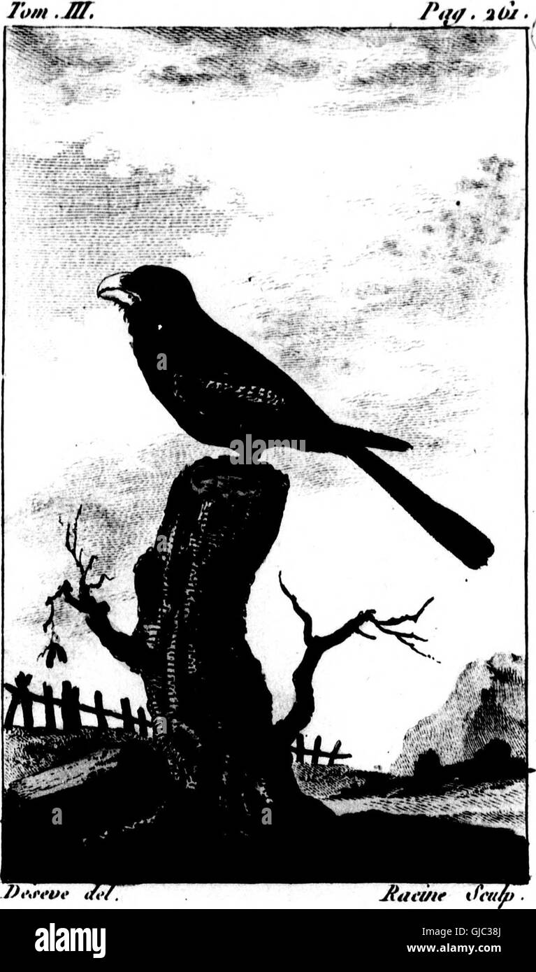 Animals animal genera animals Black and White Stock Photos & Images - Alamy