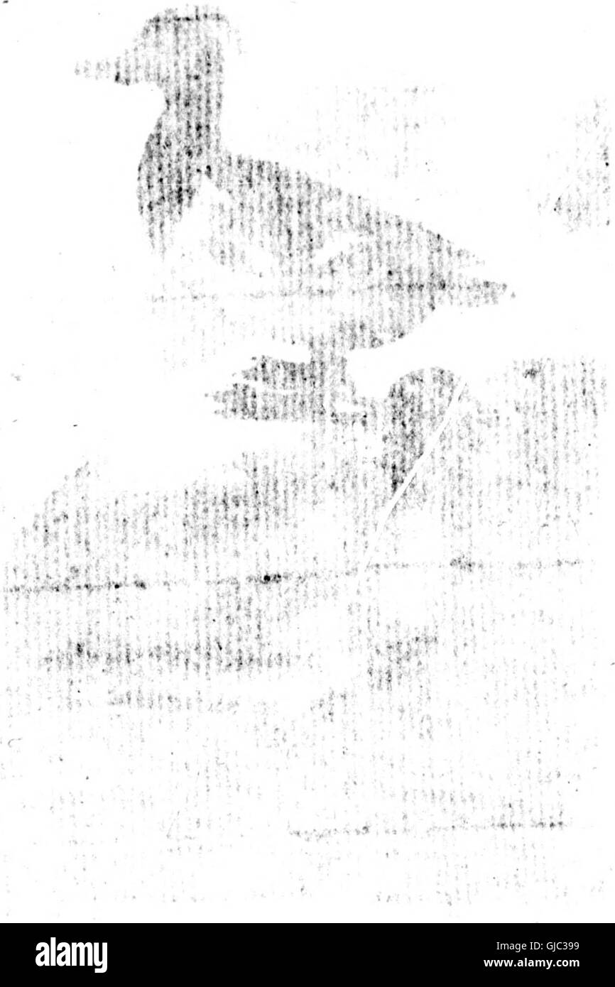 Buffon Cut Out Stock Images & Pictures - Alamy